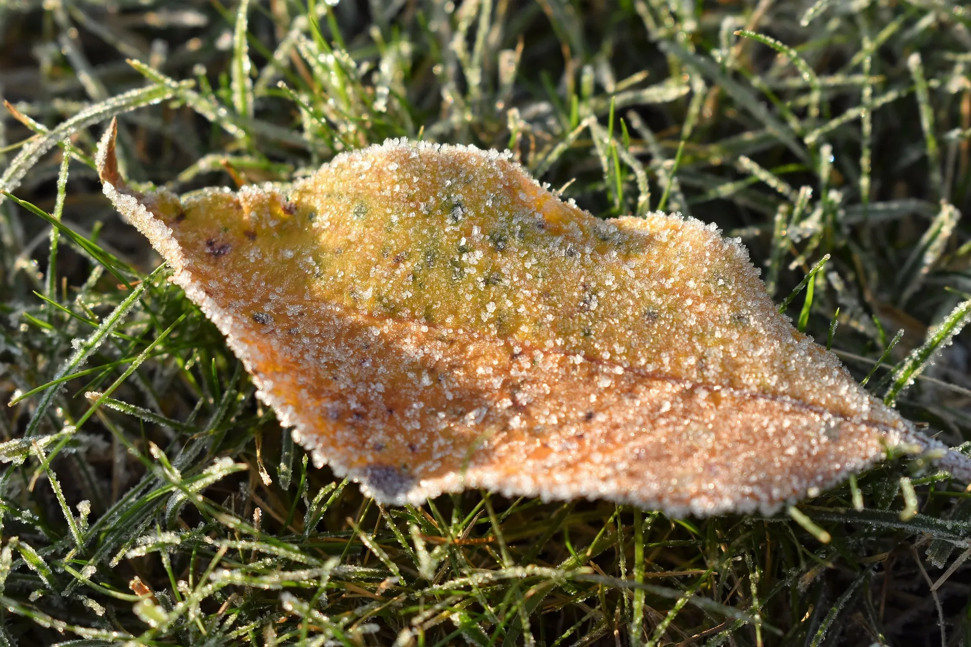 Cold-Weather Lawn Care Tips for Winter in Dallas - The Green Queen
