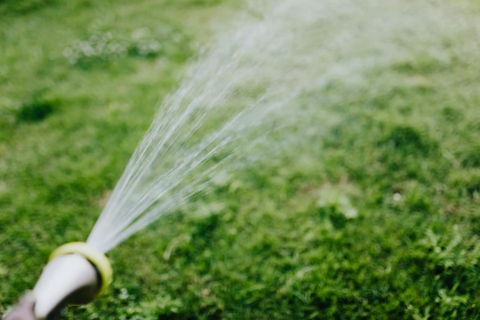 Warm-Season Grasses: Every Detail You Should Know - The Green Queen