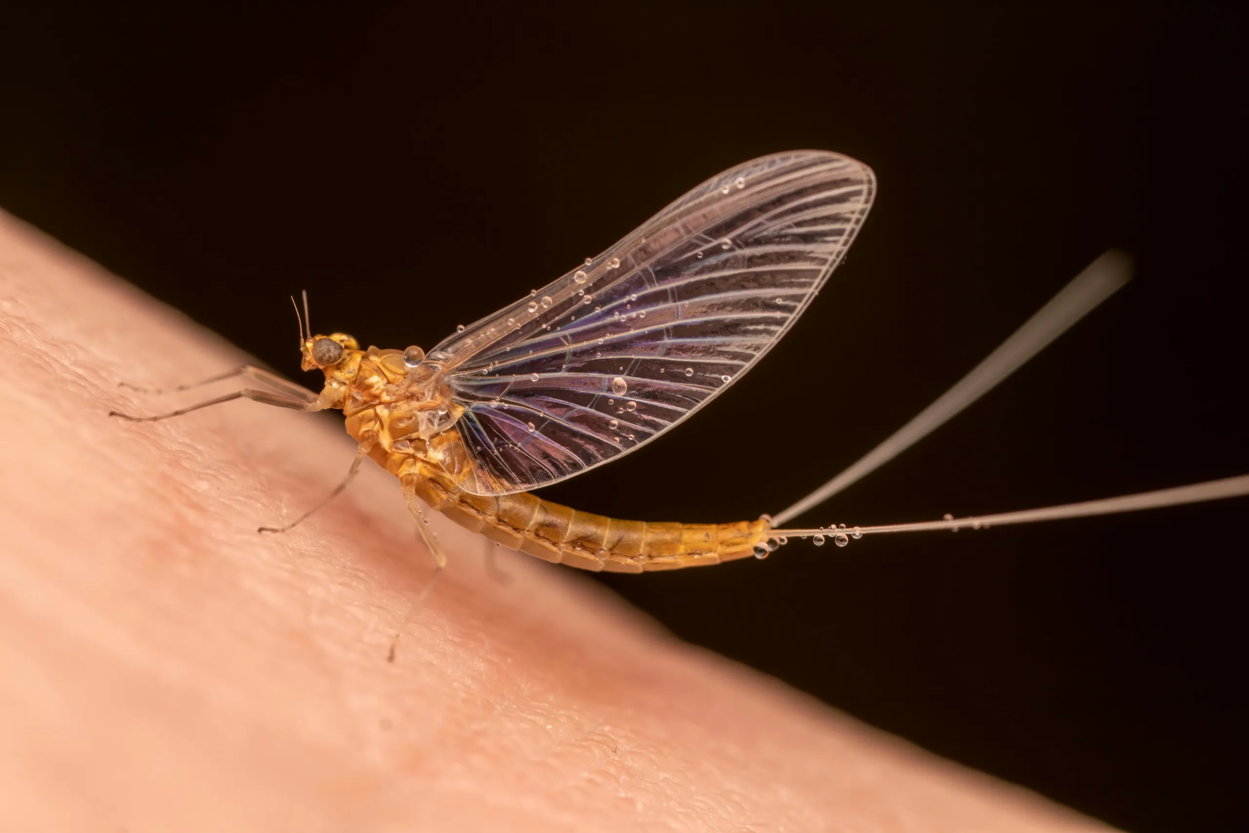 Stunning Details About the Life Cycle of Mayflies